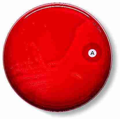 BD Taxo™ A Disc - Jeritek LLC